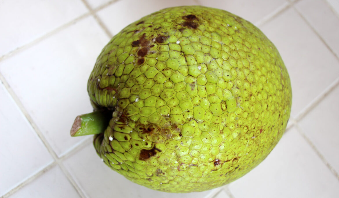 Le Fruit à Pain : Trésor tropical aux mille saveurs.